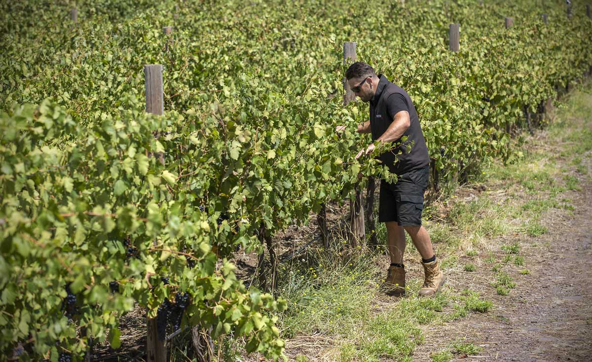 Our Vineyards – Paxton Wines