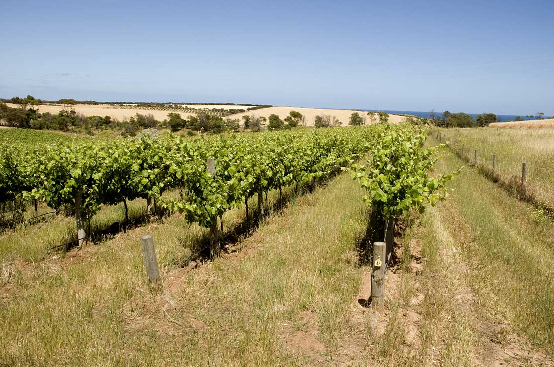 Our Vineyards – Paxton Wines